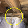 Termite Inspections | Termite Prevention | Long Island, NY | Asset Home ...